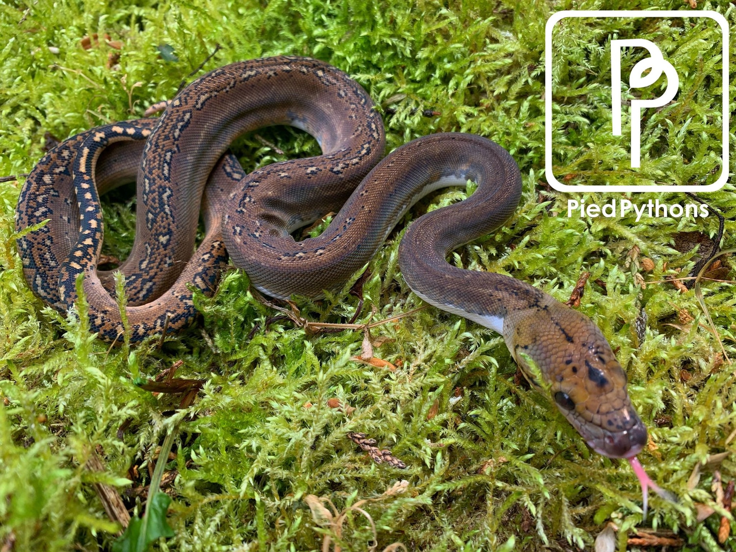 Pied Het Albino Reticulated Python by Pied Pythons - MorphMarket