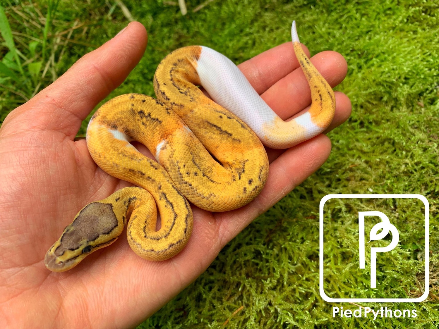 Lemonblast Pied Ball Python by Pied Pythons - MorphMarket