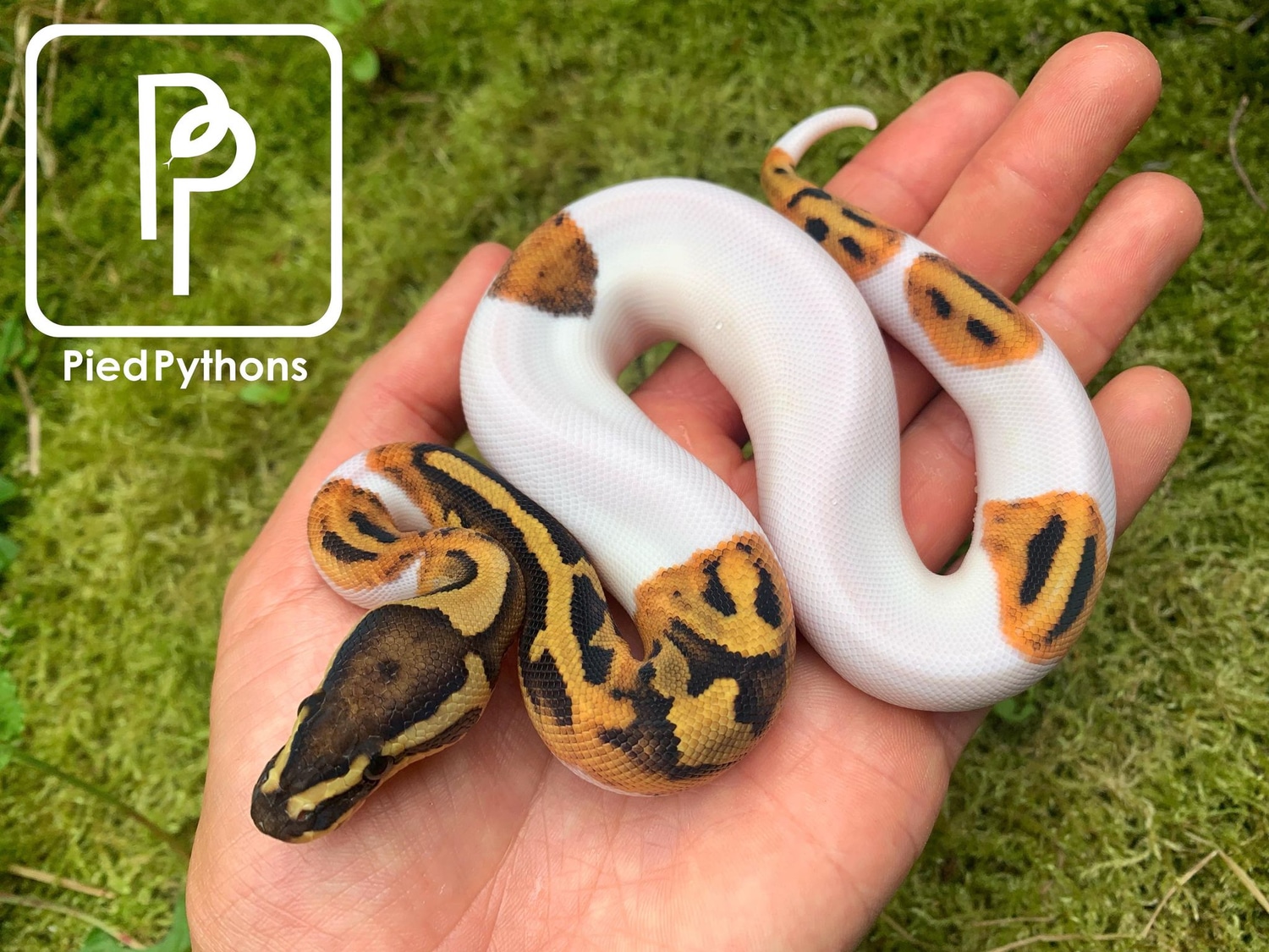 Fire Pied Ball Python by Pied Pythons - MorphMarket