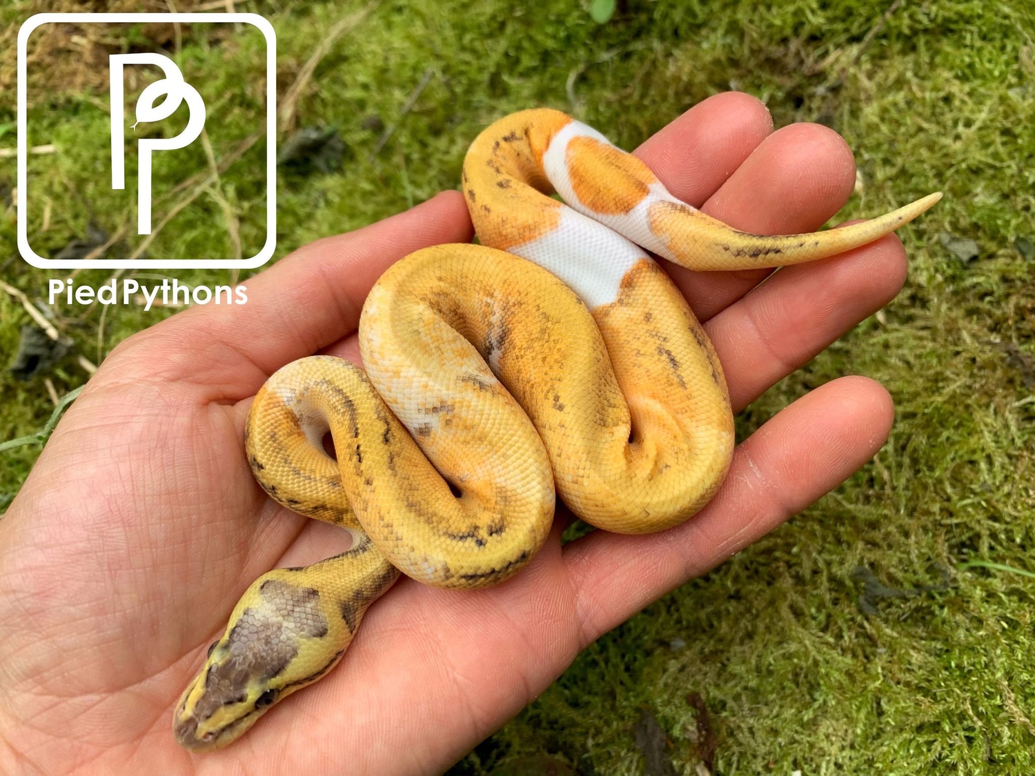 Super Pastel Pinstripe Pied Ball Python by Pied Pythons - MorphMarket