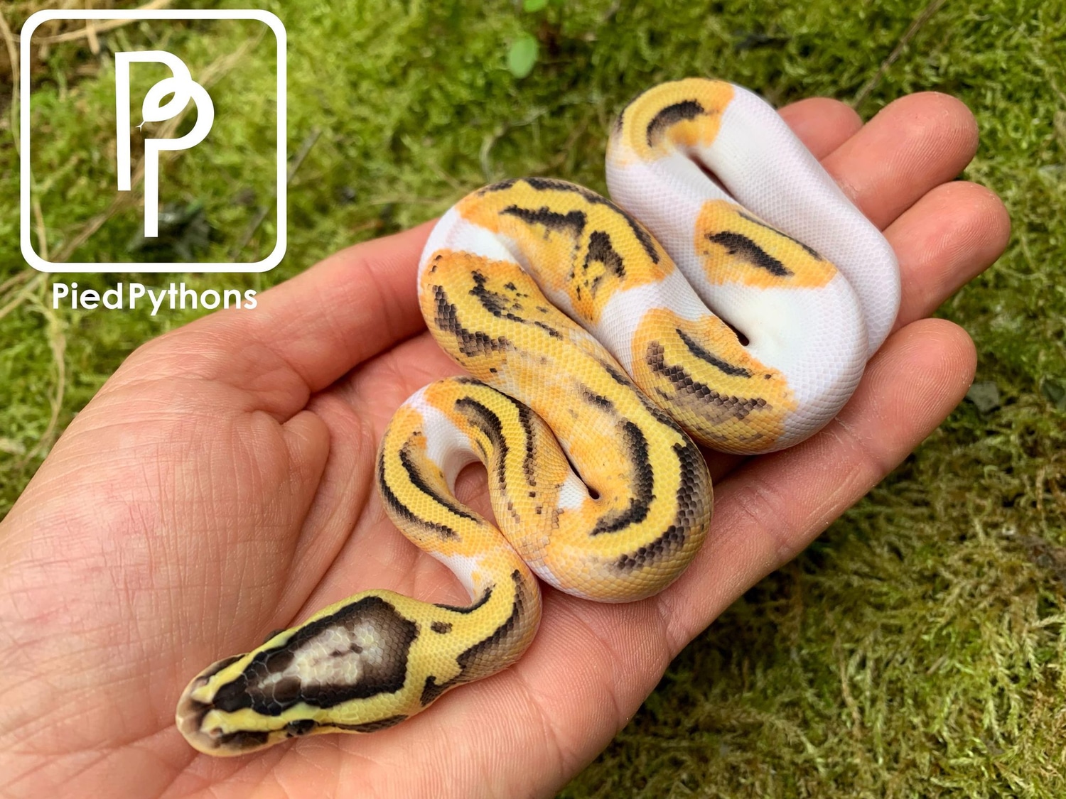 Enchi Firefly Pied Poss Het Clown Ball Python by Pied Pythons - MorphMarket