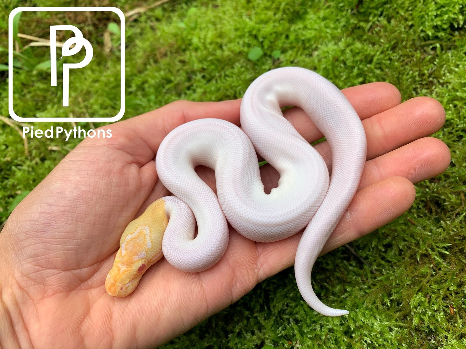 Albino Spider Pied Ball Python by Pied Pythons - MorphMarket