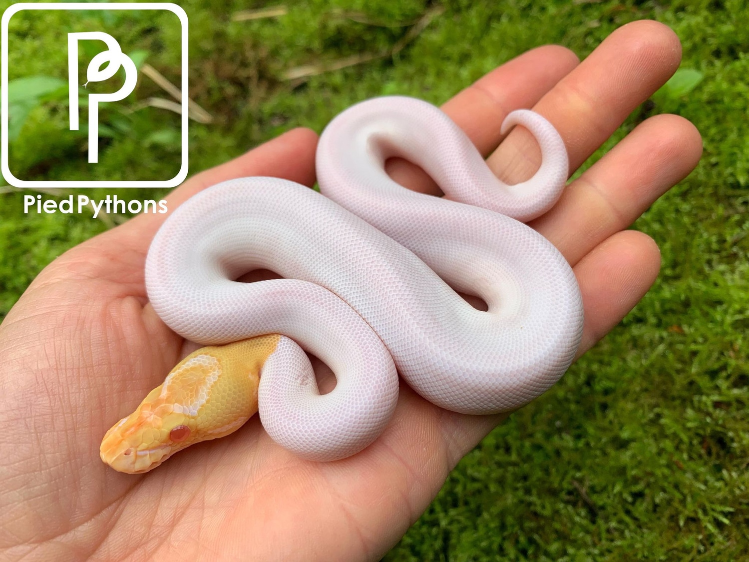 Albino Spider Pied Ball Python by Pied Pythons - MorphMarket