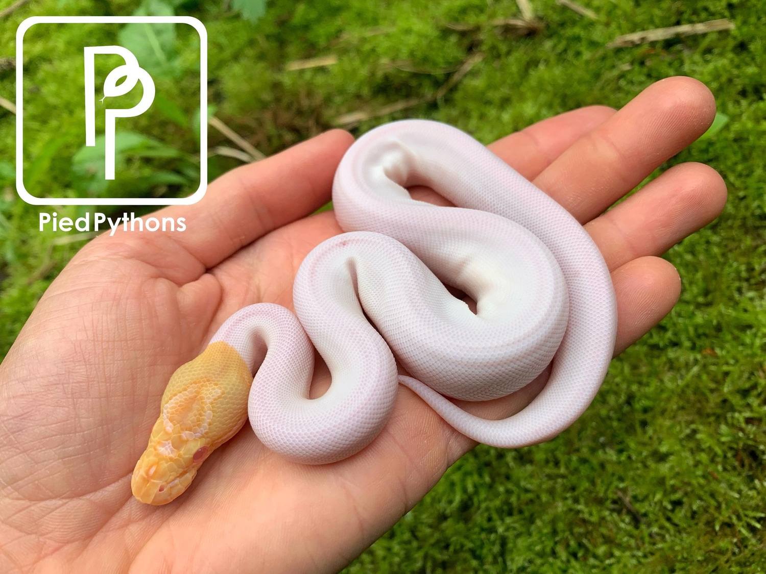 Albino Spider Pied Ball Python by Pied Pythons - MorphMarket