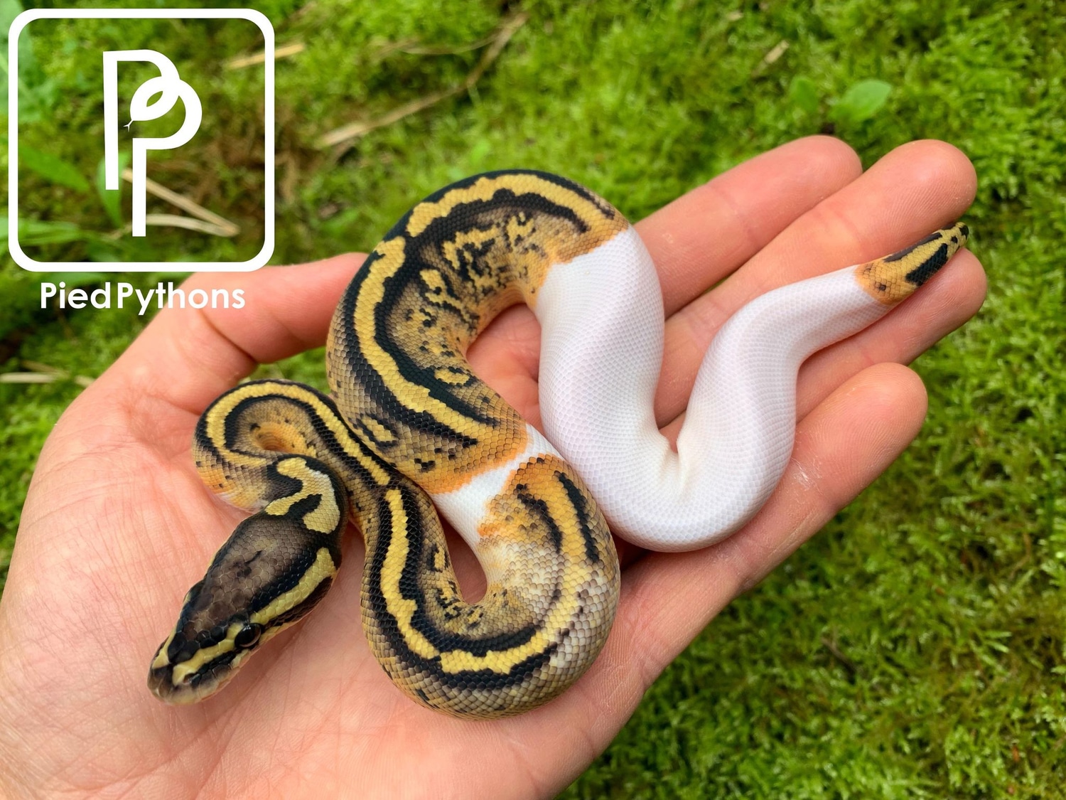 Pastel Pied 66% Poss Het Clown Ball Python by Pied Pythons - MorphMarket