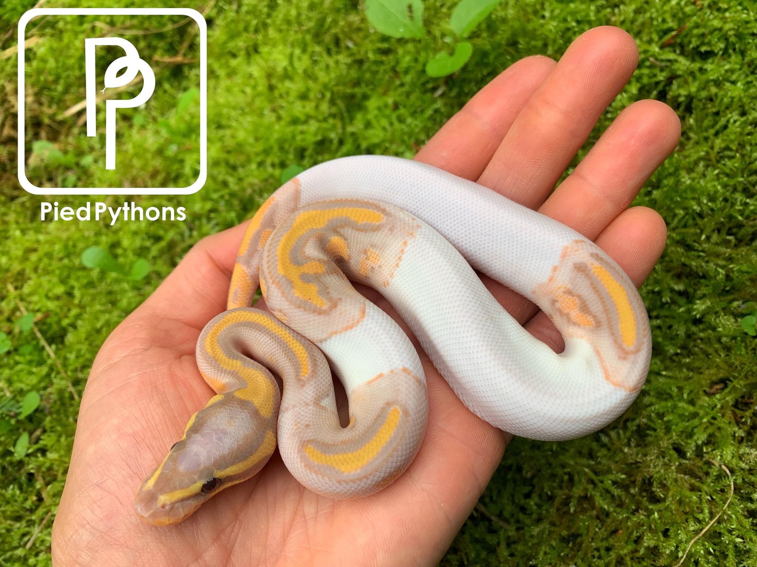Banana Pied Ball Python by Pied Pythons - MorphMarket