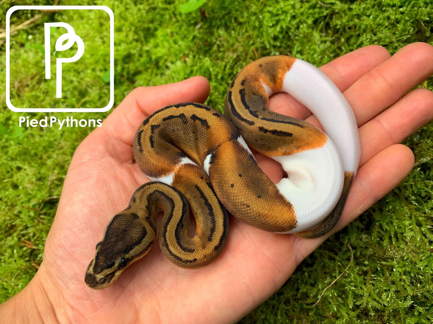 Pinstripe Pied Ball Python by Pied Pythons - MorphMarket