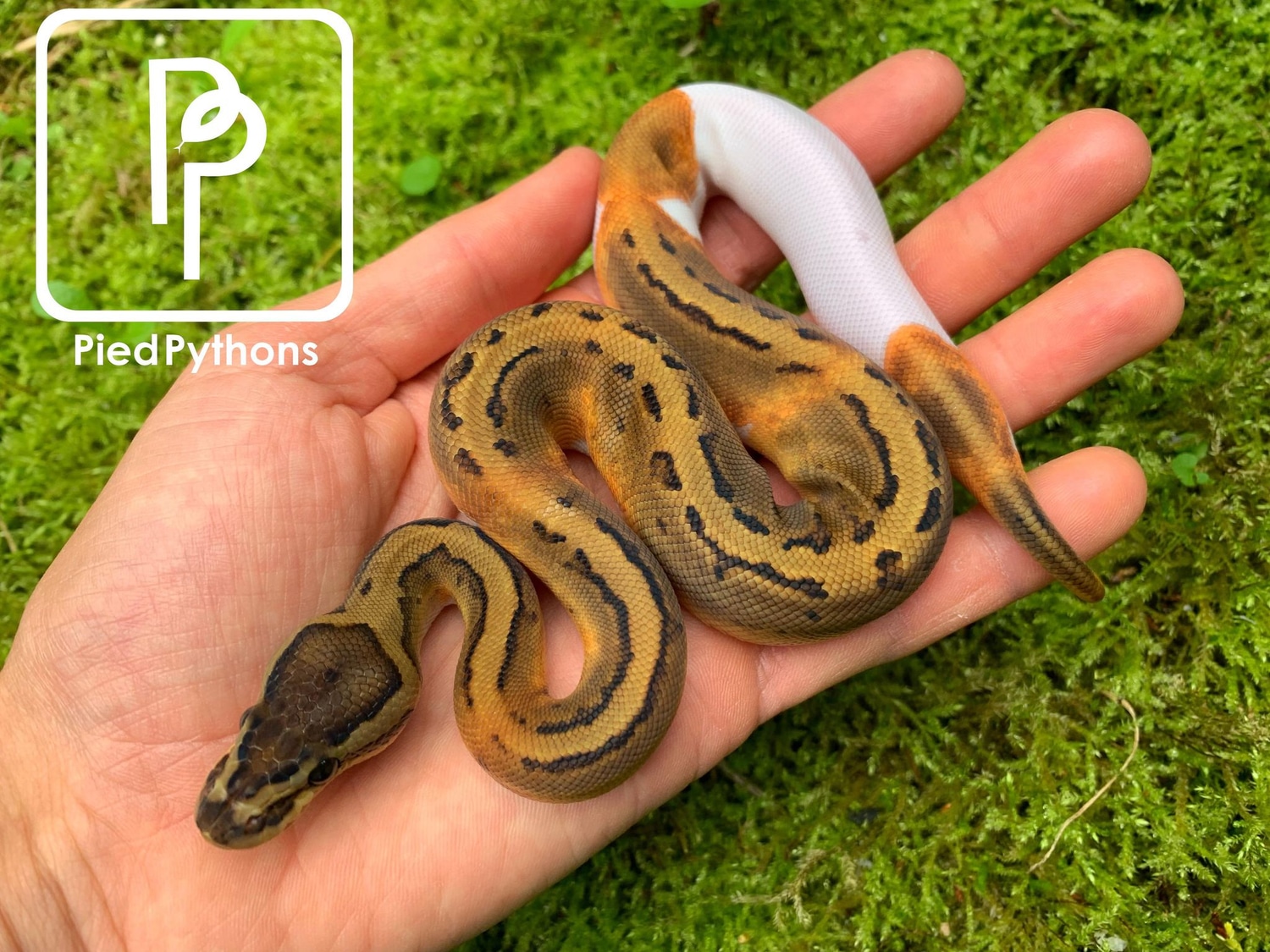 Pinstripe Pied Ball Python by Pied Pythons - MorphMarket