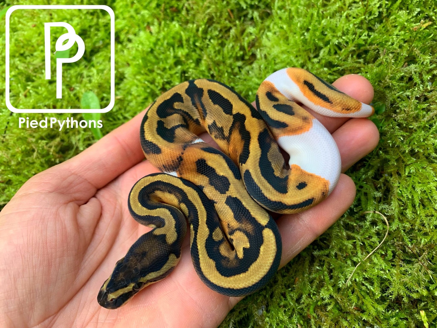 Pied Ball Python by Pied Pythons - MorphMarket