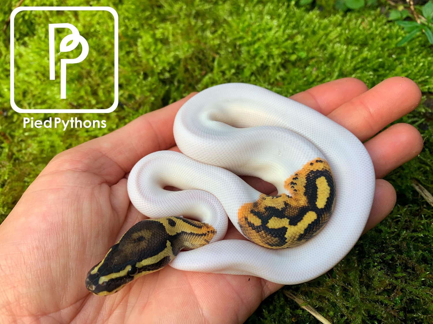 Fire Pied Ball Python by Pied Pythons - MorphMarket