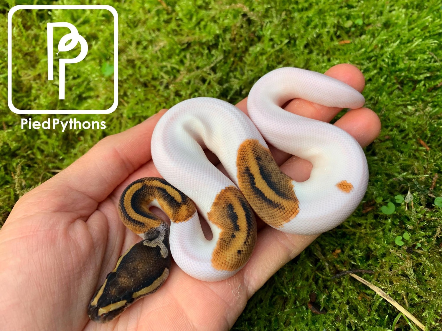 Leopard Phantom Pied Ball Python by Pied Pythons - MorphMarket
