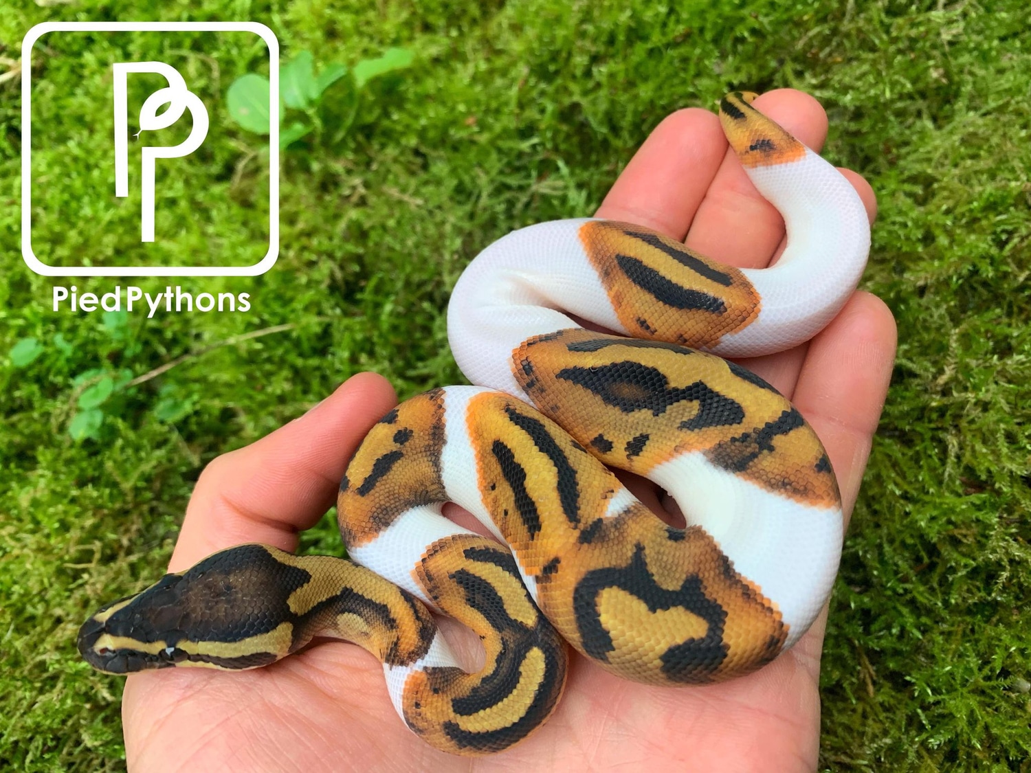 Pied Ball Python by Pied Pythons - MorphMarket