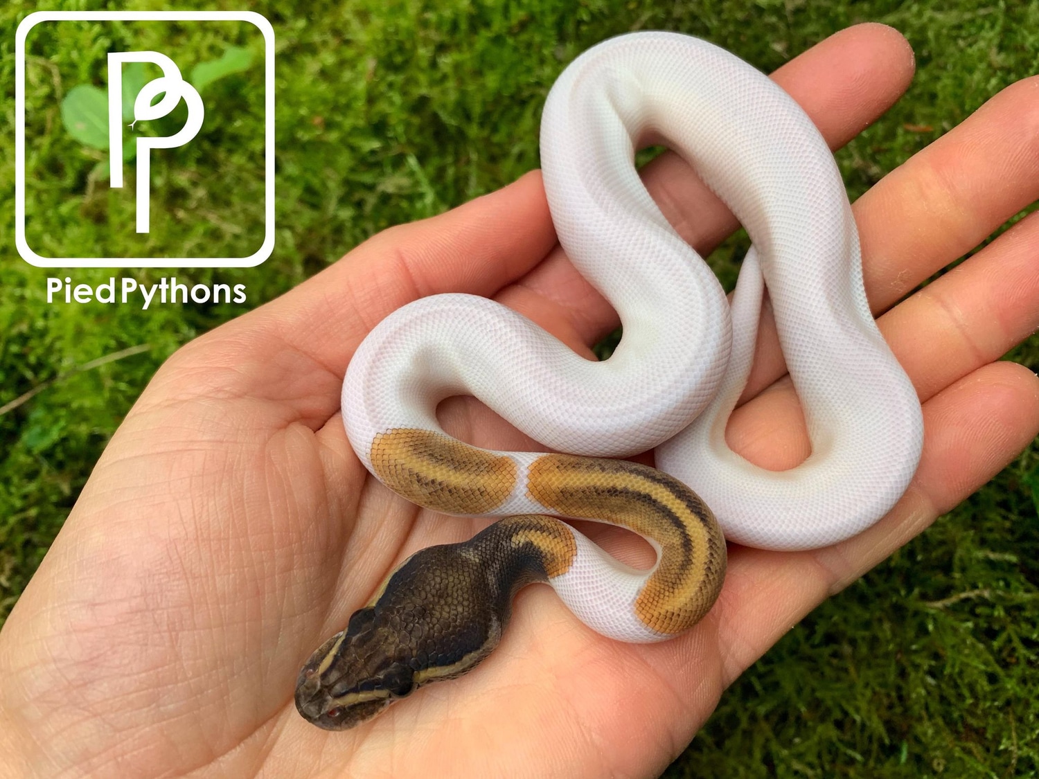 Mojave Pied Ball Python by Pied Pythons - MorphMarket