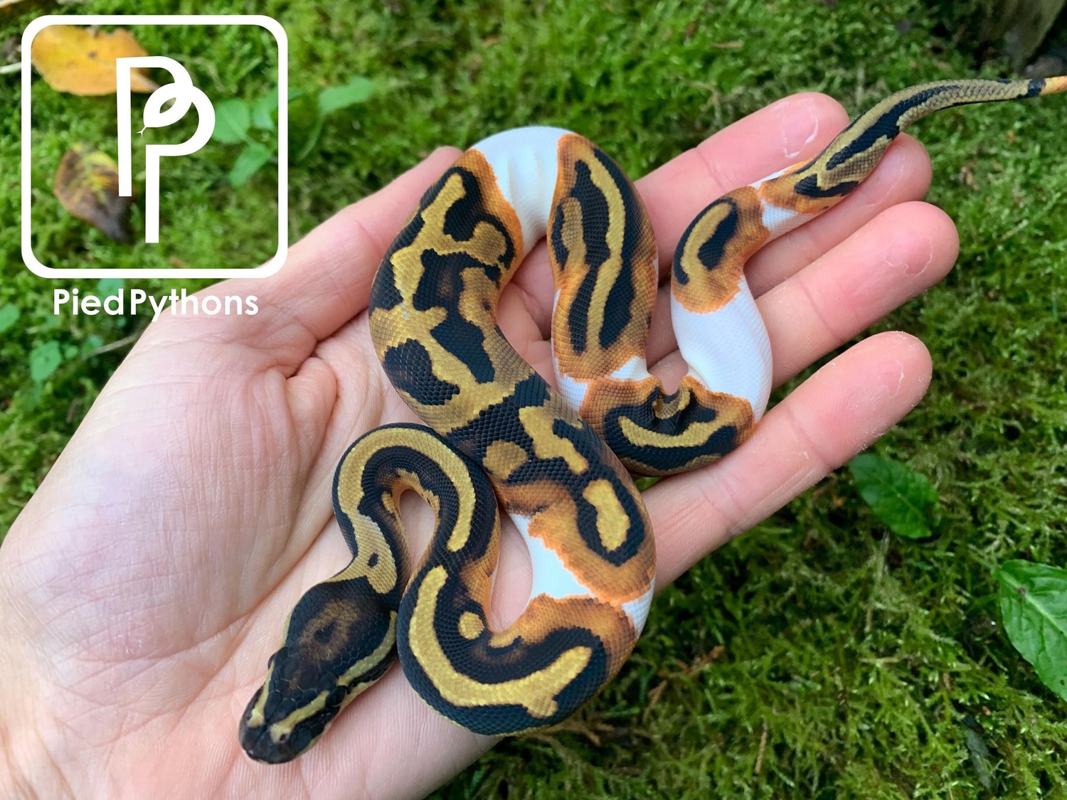 Pied Ball Python by Pied Pythons - MorphMarket