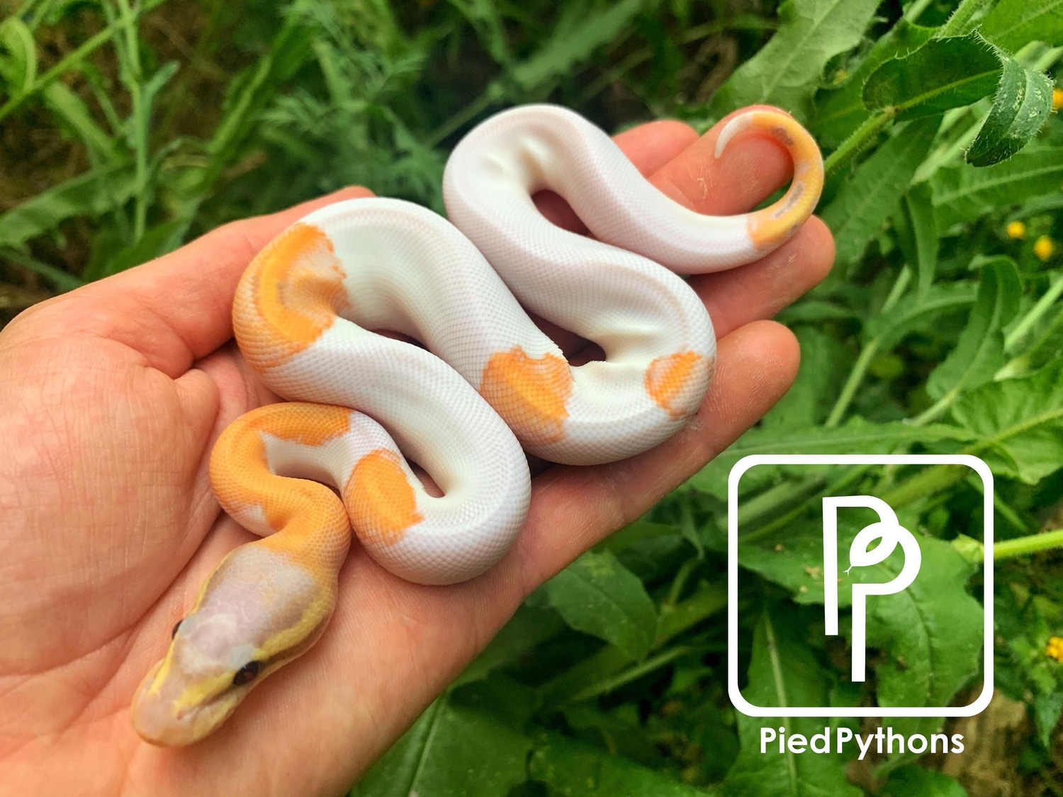 Banana Phantom Pied Ball Python by Pied Pythons - MorphMarket