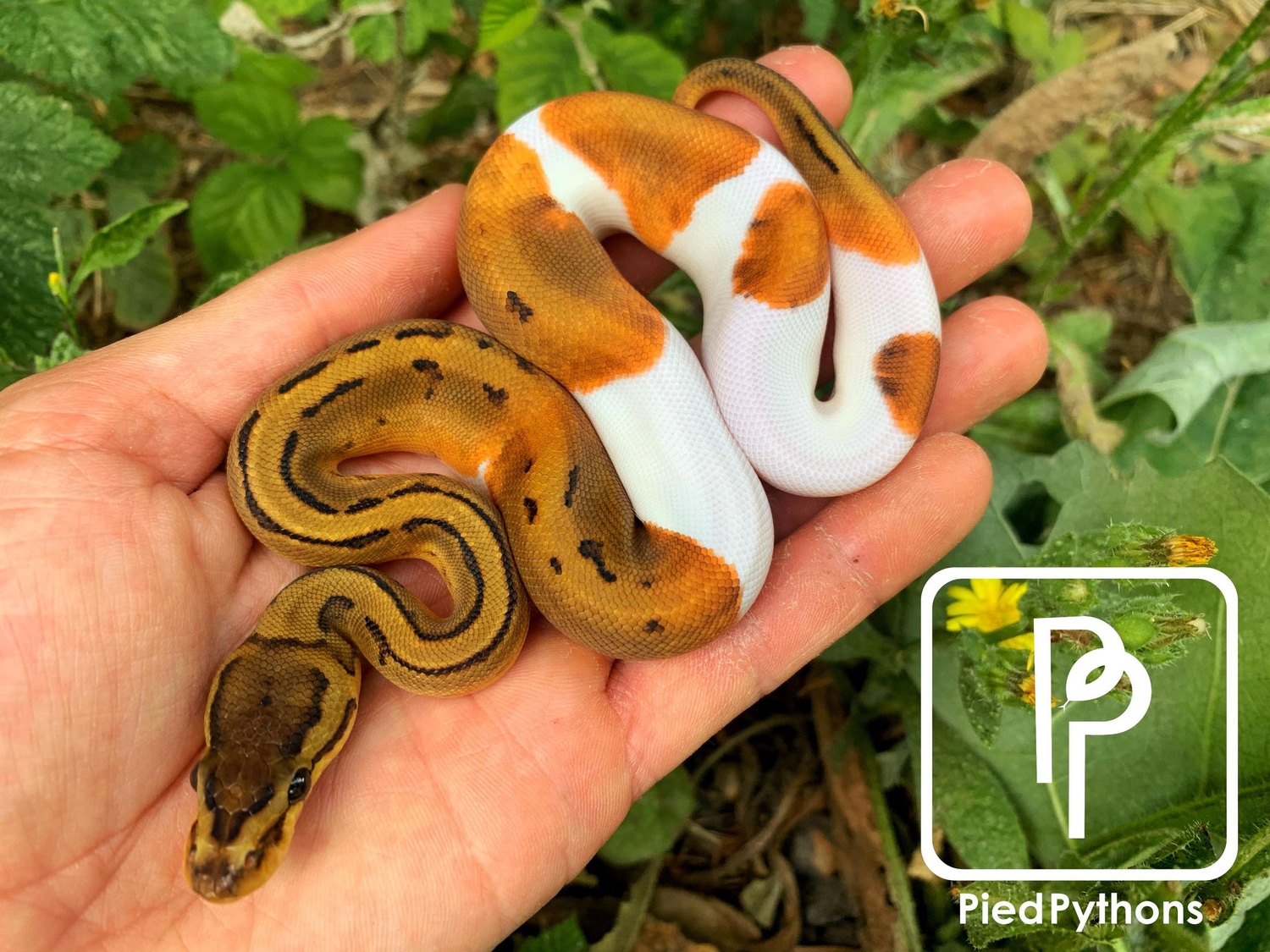 Pinstripe Pied Ball Python by Pied Pythons - MorphMarket