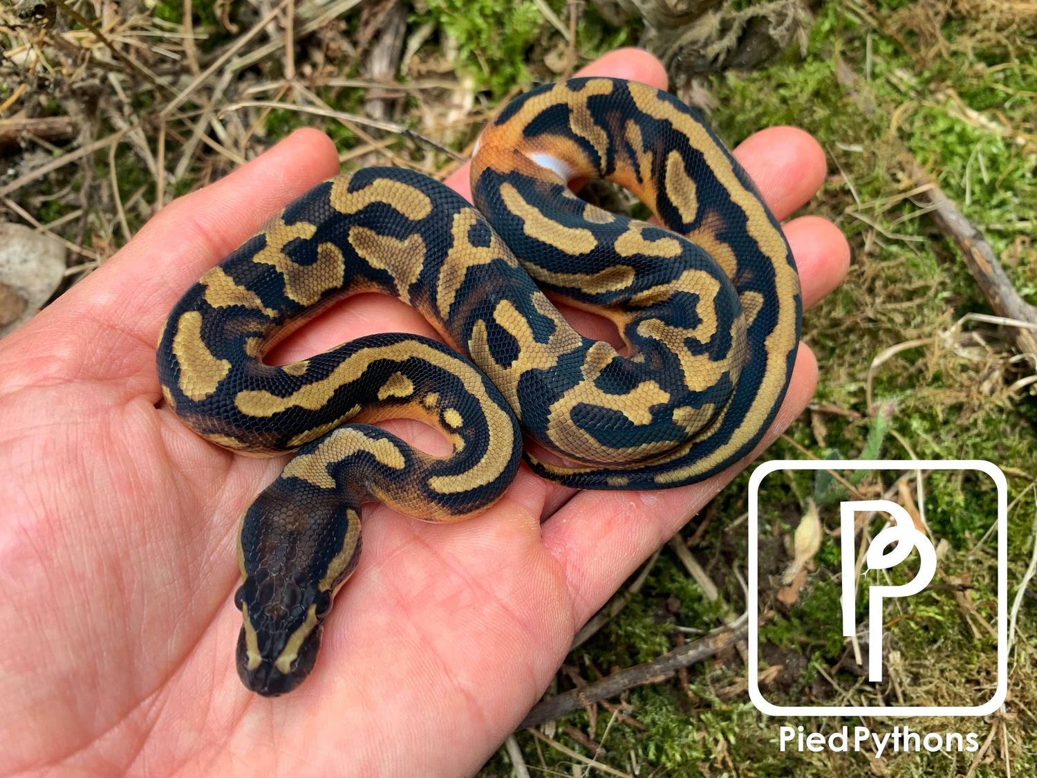 Pied Ball Python By Pied Pythons MorphMarket pied-ball-python-by-pied-pythons-morphmarket
