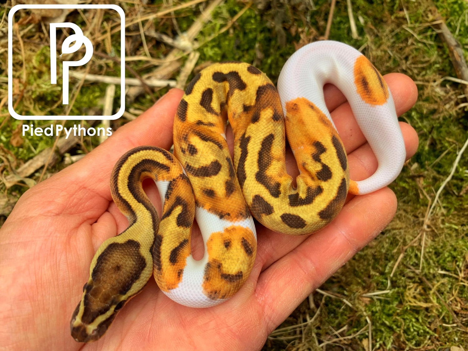 Enchi Fire Yellowbelly Leopard Pied Ball Python by Pied Pythons ...