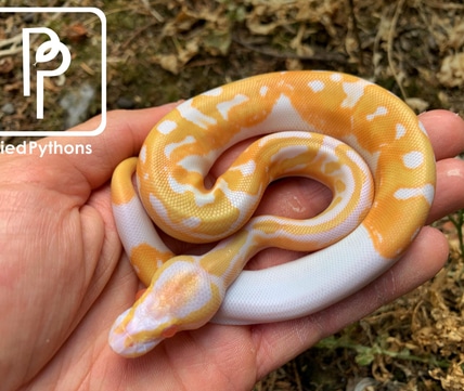Black Pastel Pied Ball Python by Pied Pythons - MorphMarket