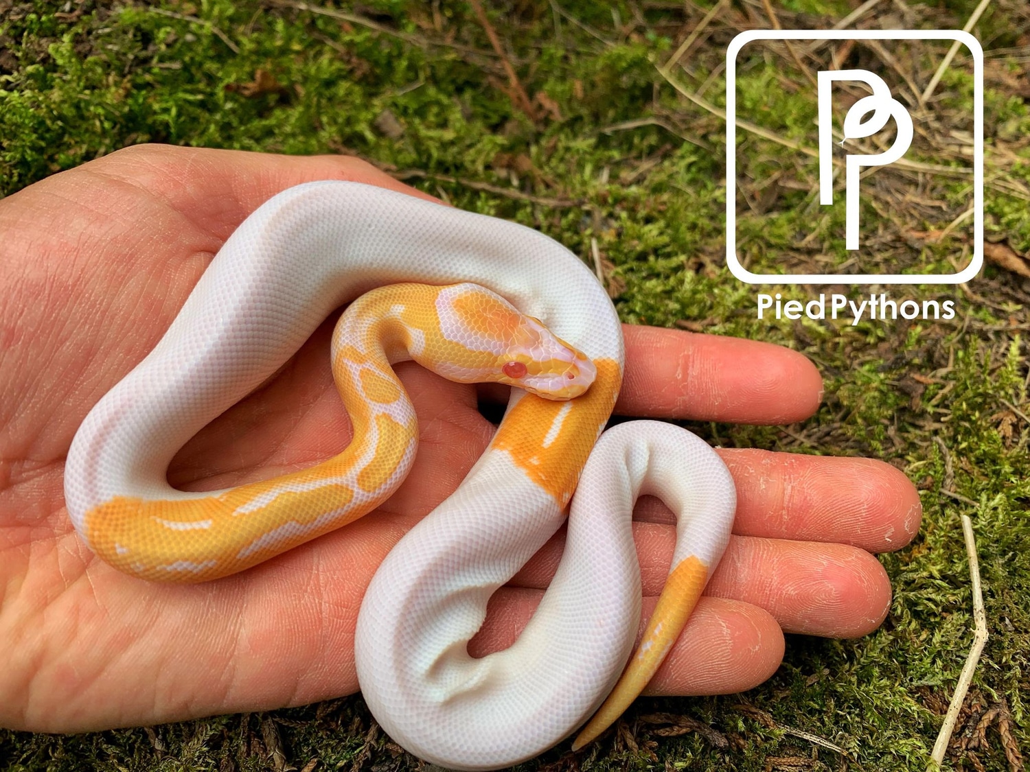 Albino Leopard Pied Ball Python by Pied Pythons - MorphMarket