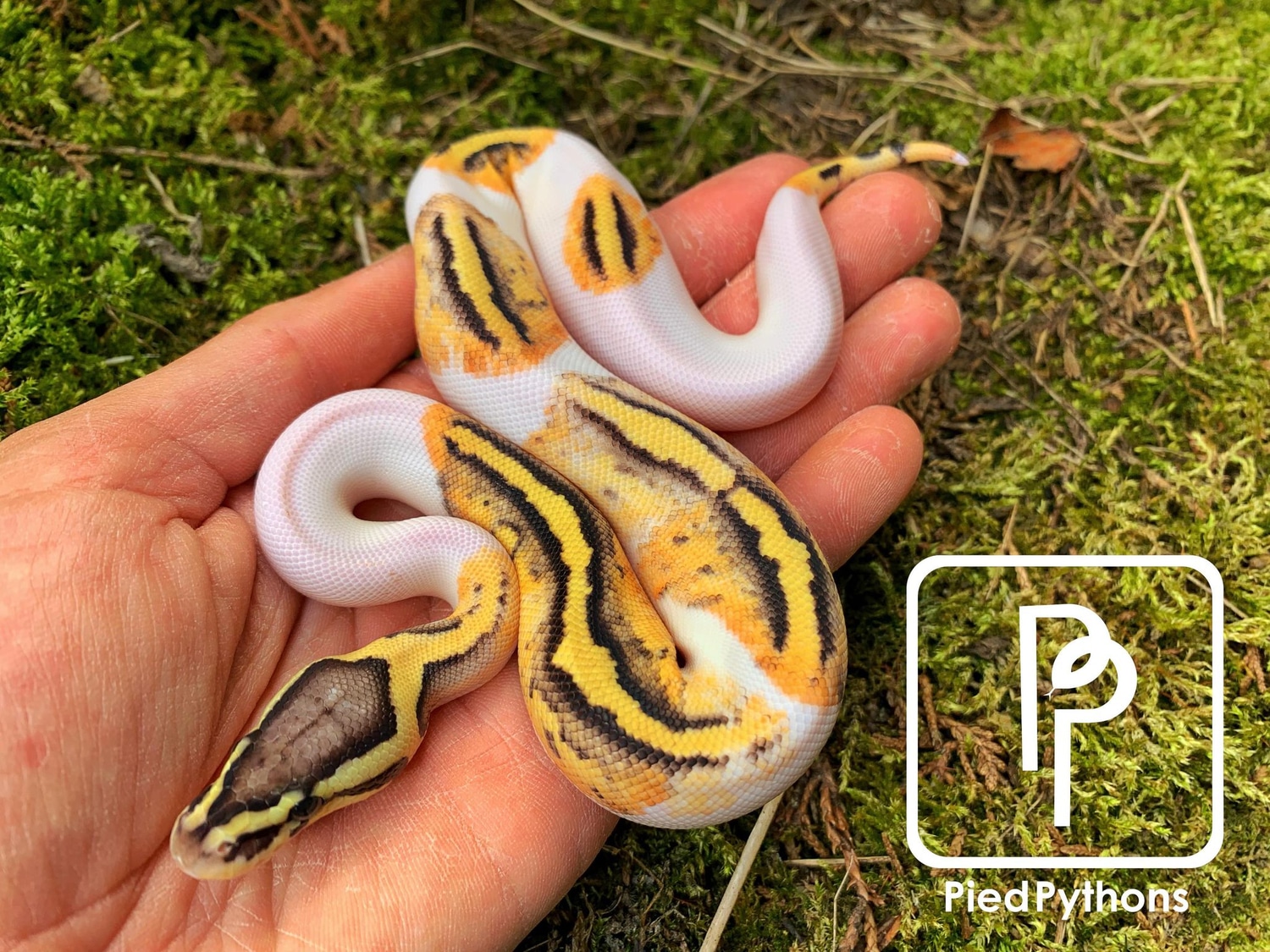 Firefly Pied Ball Python by Pied Pythons - MorphMarket