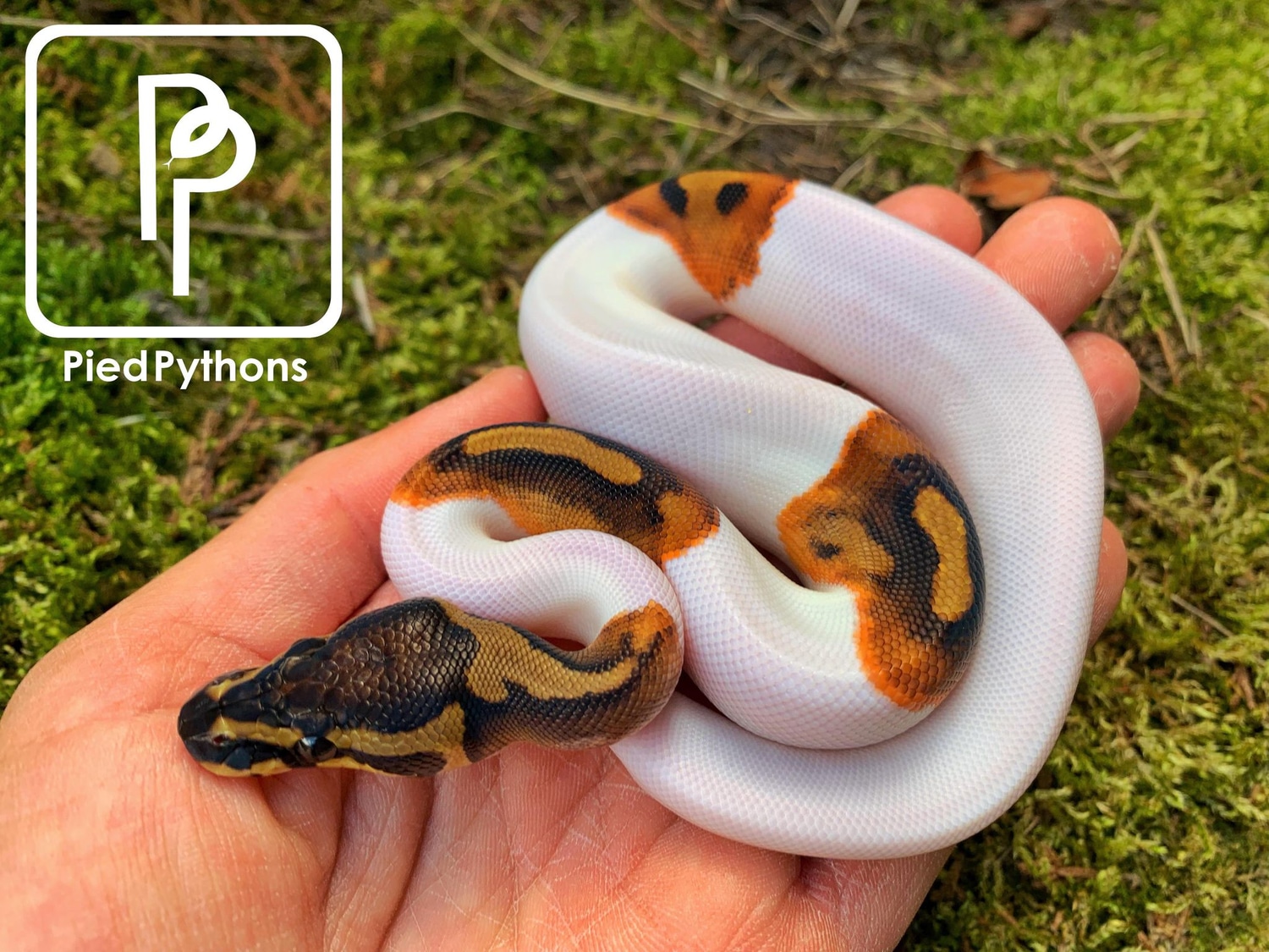 Pied Ball Python by Pied Pythons - MorphMarket