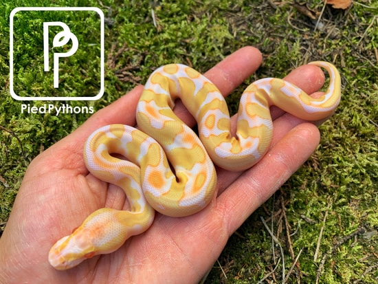 Enchi Candino Het Pied Ball Python by Pied Pythons