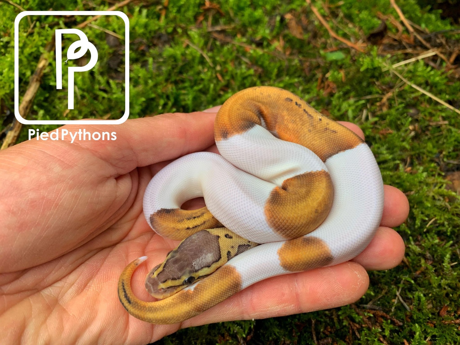 Leopard Lemonblast Pied Ball Python by Pied Pythons - MorphMarket