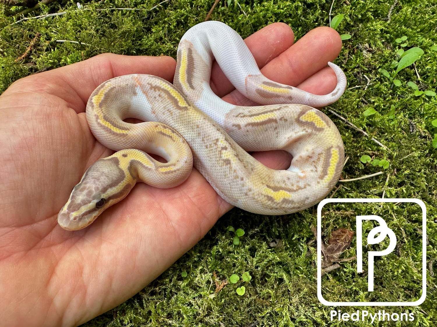 Banana Pastel Pied 66% Poss Het Clown Ball Python by Pied Pythons ...