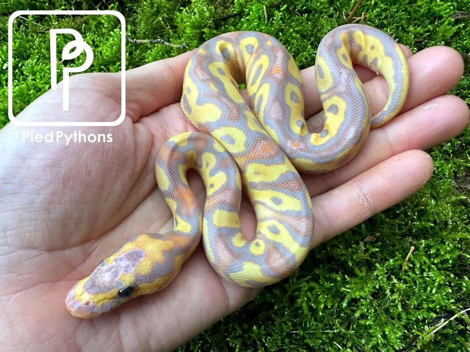 Banana Clown 66% Poss Het Pied Ball Python by Pied Pythons - MorphMarket