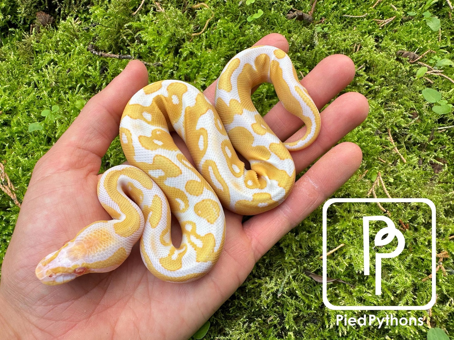 Albino Het Pied Ball Python by Pied Pythons - MorphMarket