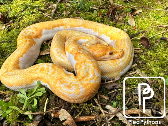 Albino Pied Burmese Python by Pied Pythons