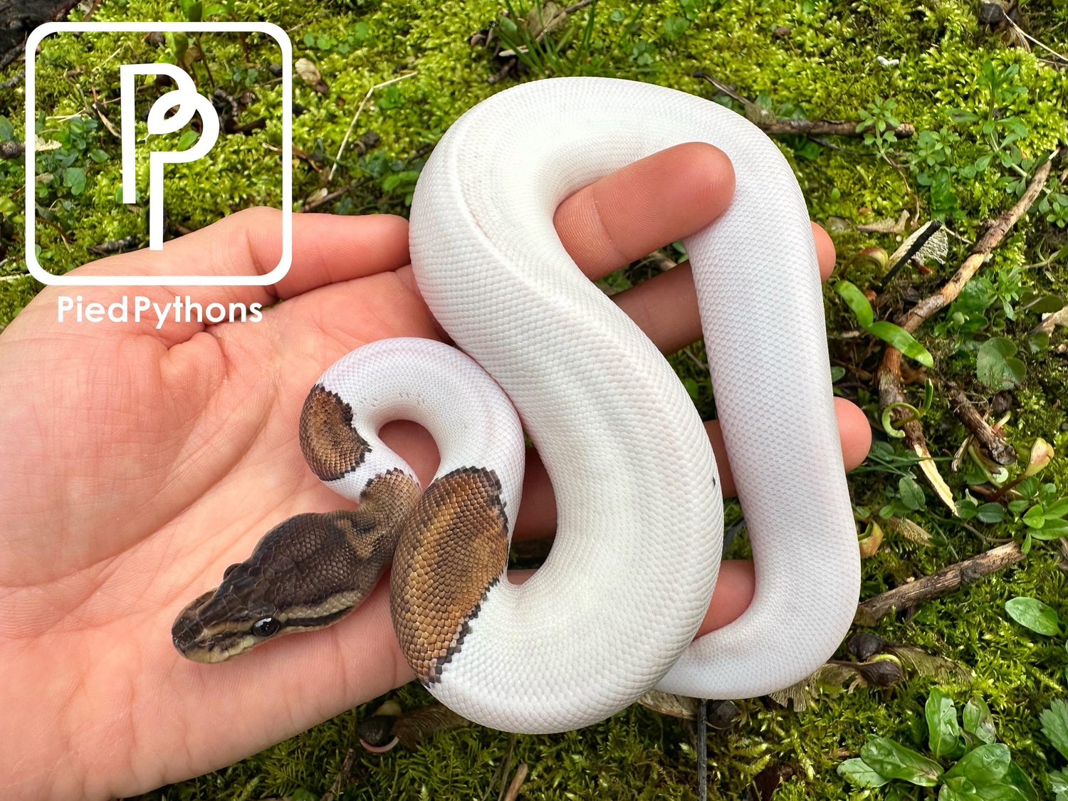 Black Pastel Pied Ball Python by Pied Pythons - MorphMarket