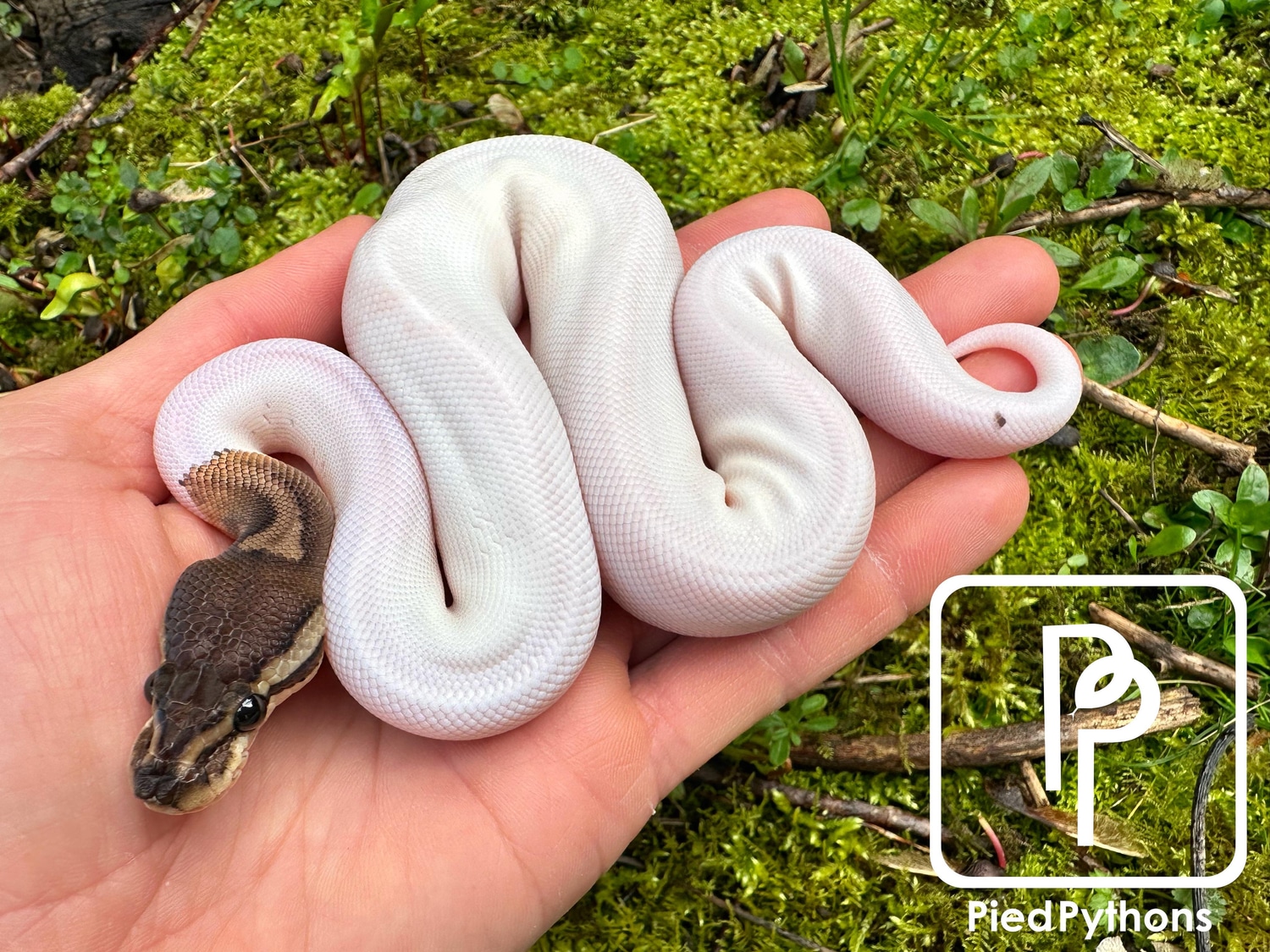 Black Pastel Pied Ball Python by Pied Pythons - MorphMarket