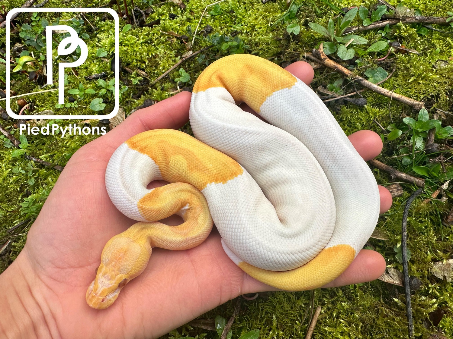 Enchi Leopard Candino Pied Ball Python by Pied Pythons - MorphMarket