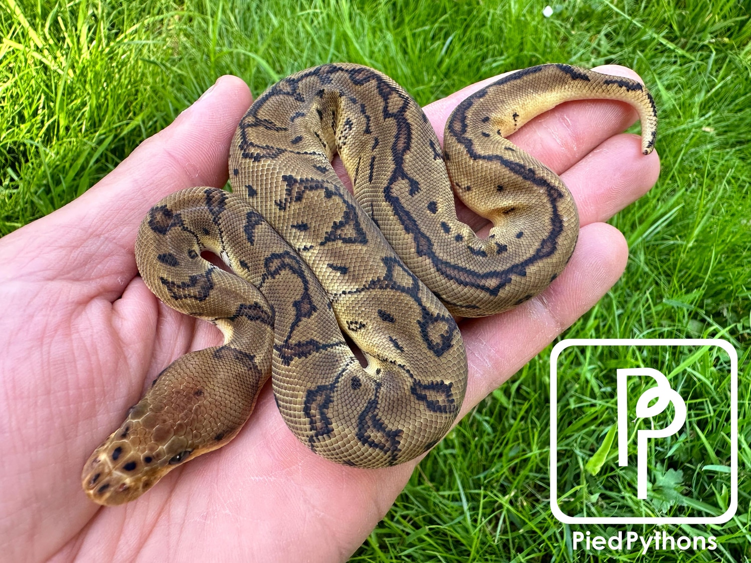 Pinstripe Clown Het Pied Ball Python by Pied Pythons - MorphMarket