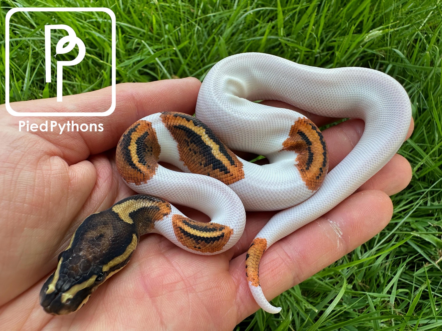 Yellowbelly Pied Ball Python by Pied Pythons - MorphMarket
