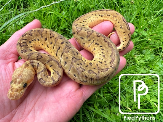 Phantom Lemonblast Clown Het Pied Ball Python by Pied Pythons