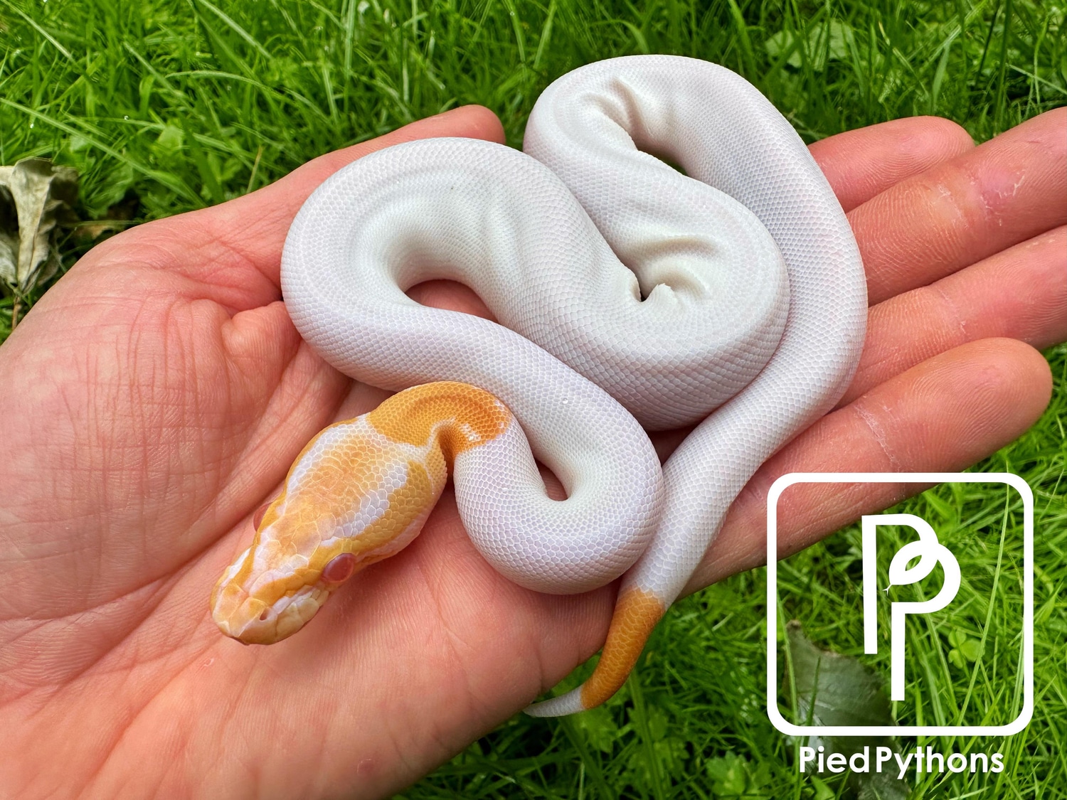 Albino Orange Dream Pied Ball Python by Pied Pythons - MorphMarket