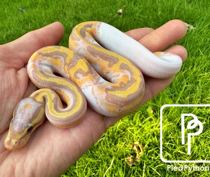 Banana Piebald Ball Python by Recessive Creation - MorphMarket
