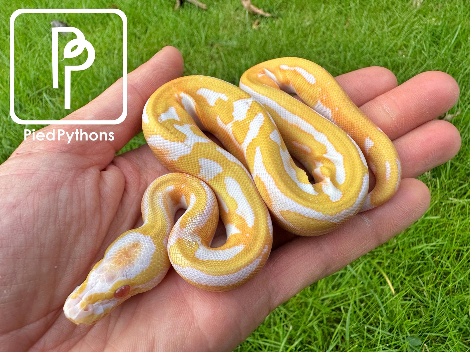 Albino Pied Ball Python by Pied Pythons - MorphMarket