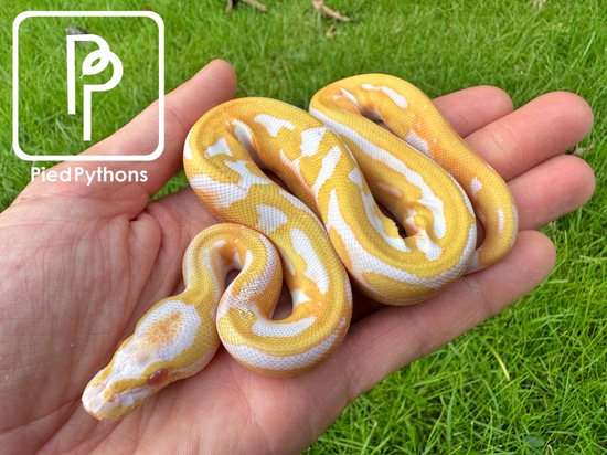 Albino Pied Ball Python by Pied Pythons