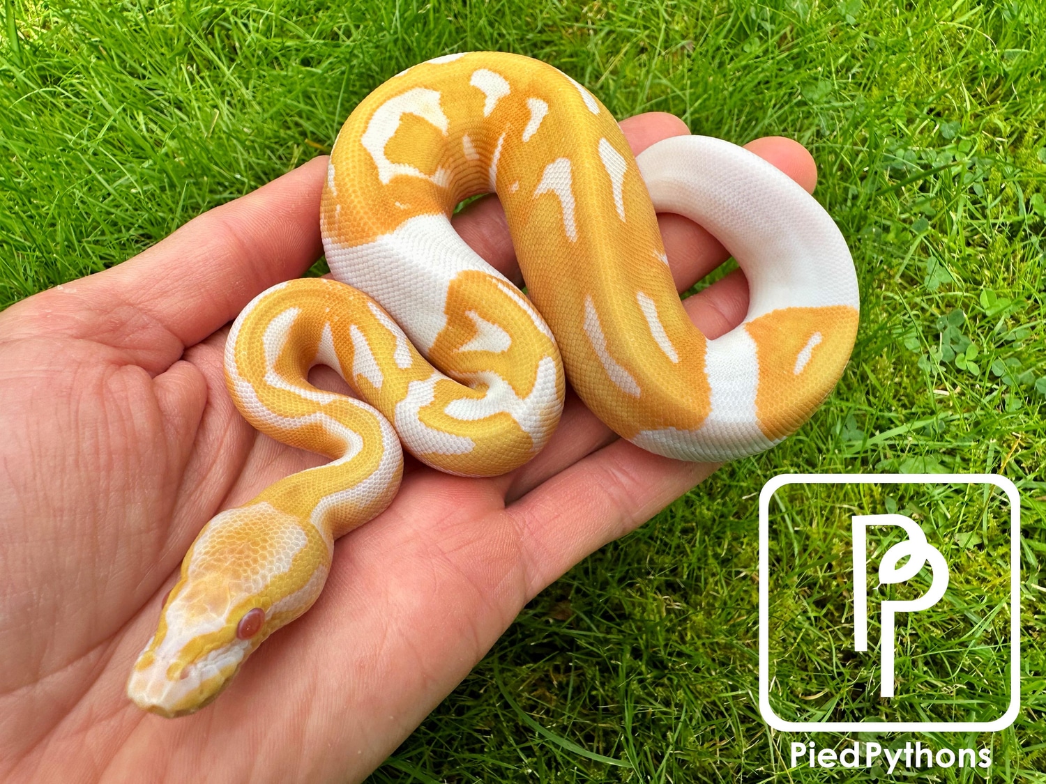 Albino Pied Ball Python by Pied Pythons - MorphMarket