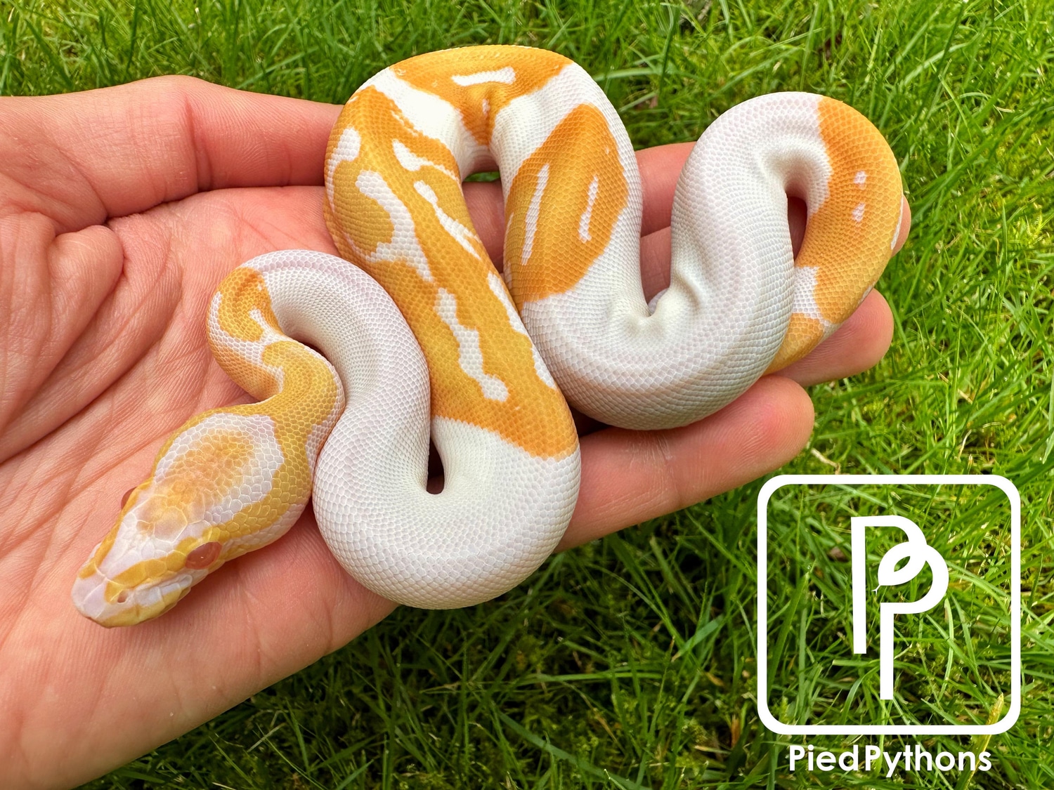 Albino Pied Ball Python by Pied Pythons - MorphMarket