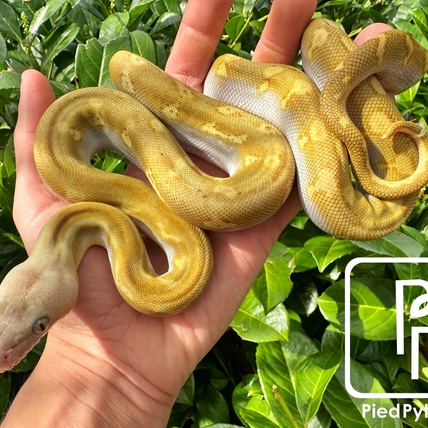 Pied Pythons - MorphMarket