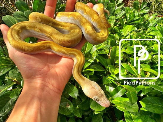 Bacan Emeraldo Female Reticulated Python by Pied Pythons