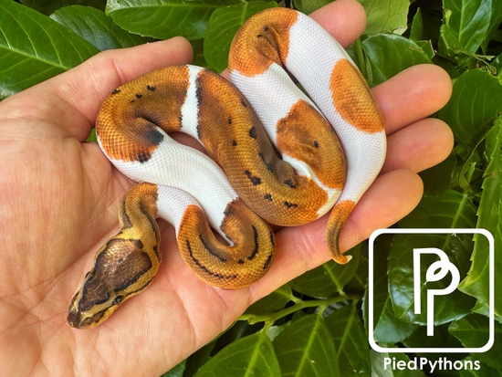 Pinstripe Pied Ball Python by Pied Pythons
