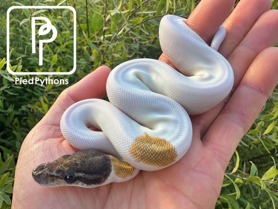 Phantom Pied Ball Python by Pied Pythons
