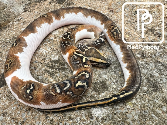 Low White Pied 66% Poss Het Caramel Burmese Python by Pied Pythons