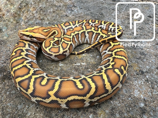 Caramel 100% Het Pied Burmese Python by Pied Pythons